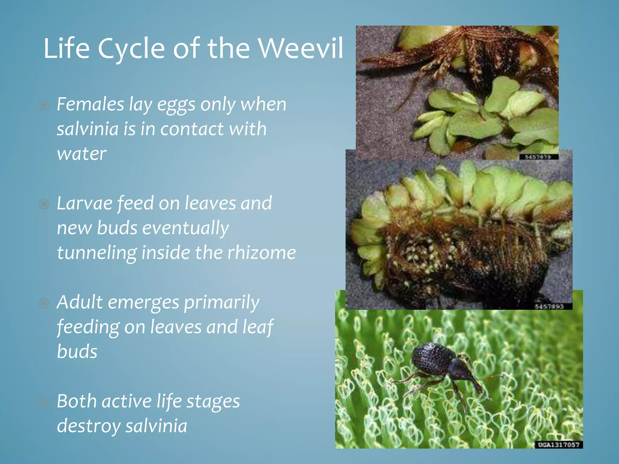 Giant Salvinia: A growing problem and a natural control | PPTX