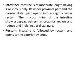 Digestive-System-of-Finfishes GBPUAT Pantnagar college of fisheries.pdf