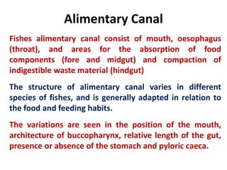 Digestive-System-of-Finfishes GBPUAT Pantnagar college of fisheries.pdf