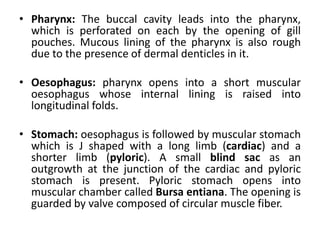 Digestive-System-of-Finfishes GBPUAT Pantnagar college of fisheries.pdf