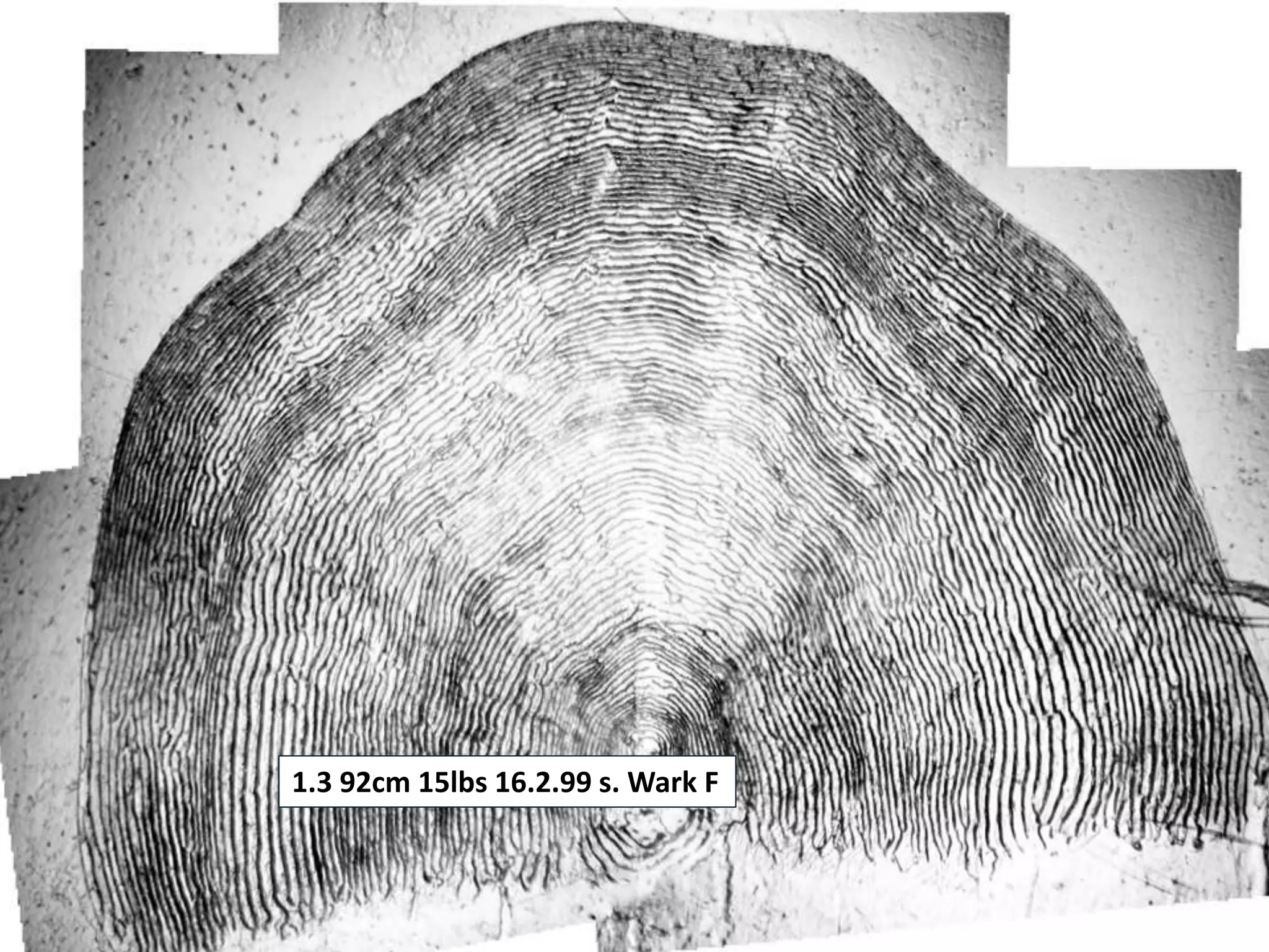 Tweed Foundation Scale Reference Collection Slides 1-10 | PPTX