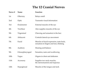 Twelve_Cranial_Nerves ppt are given below | PDF