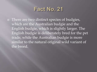 Twenty five fun and interesting facts about budgies | PPTX