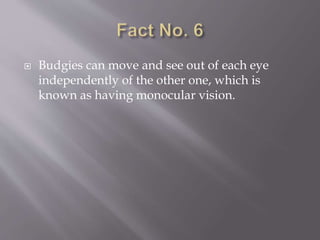 Twenty five fun and interesting facts about budgies | PPTX