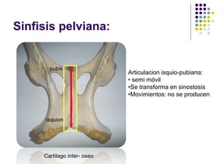 Miembro posterior de los animales domésticos | PDF
