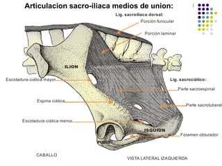 Miembro posterior de los animales domésticos | PDF