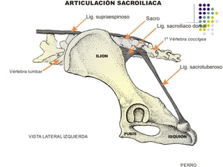 Miembro posterior de los animales domésticos | PDF