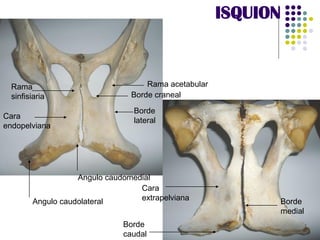 Miembro posterior de los animales domésticos | PDF