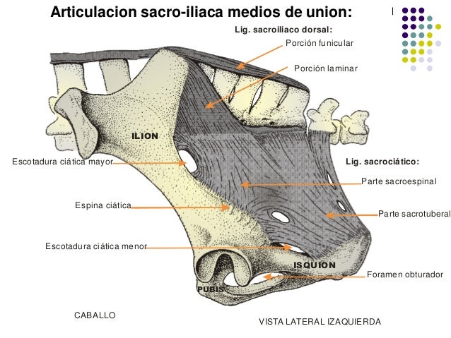 Miembro posterior de los animales domésticos