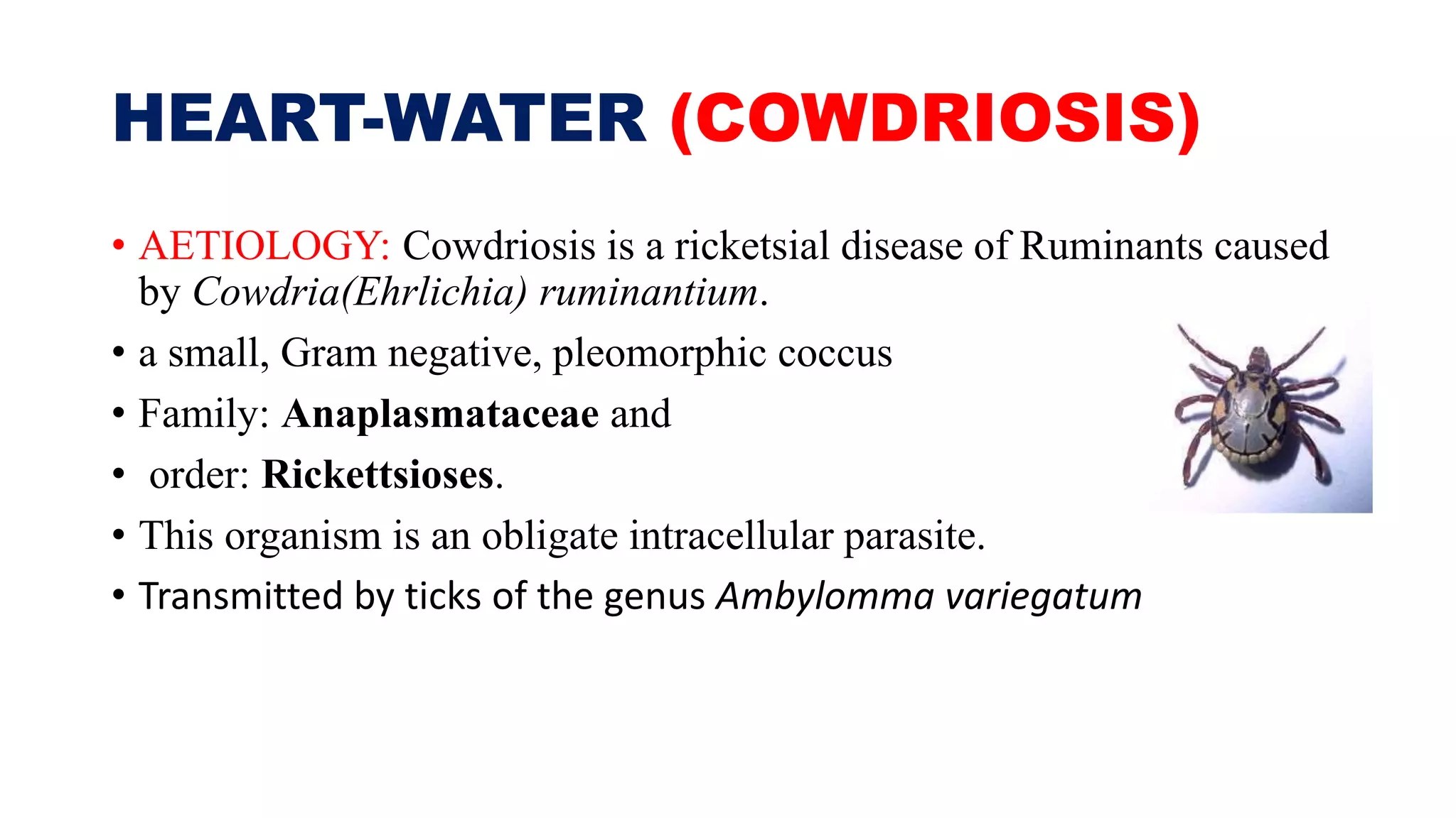 PATHOLOGY OF NEWCASTLE DISEASE, CPV AND HEART WATER | PPTX