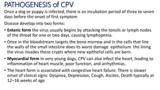 PATHOLOGY OF NEWCASTLE DISEASE, CPV AND HEART WATER | PPTX