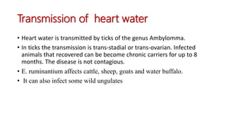 PATHOLOGY OF NEWCASTLE DISEASE, CPV AND HEART WATER | PPTX