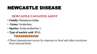 PATHOLOGY OF NEWCASTLE DISEASE, CPV AND HEART WATER | PPTX
