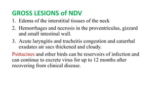 PATHOLOGY OF NEWCASTLE DISEASE, CPV AND HEART WATER | PPTX