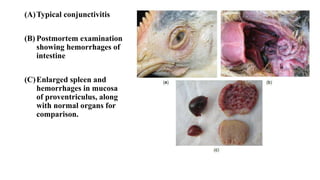 PATHOLOGY OF NEWCASTLE DISEASE, CPV AND HEART WATER | PPTX