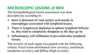 PATHOLOGY OF NEWCASTLE DISEASE, CPV AND HEART WATER | PPTX