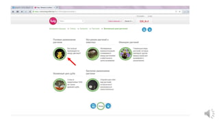 презентация Twig | PPTX