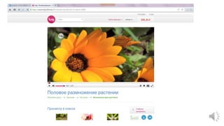 презентация Twig | PPTX