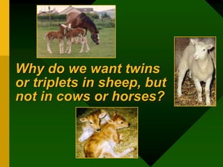 Horses Giving Birth To Triplets