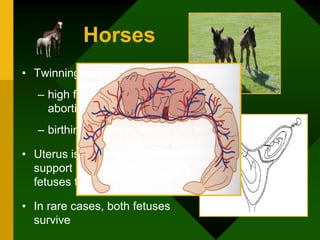 Horse Giving Birth To Triplets