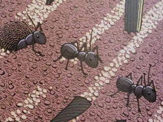 Two Bad Ants Ppt | PPT