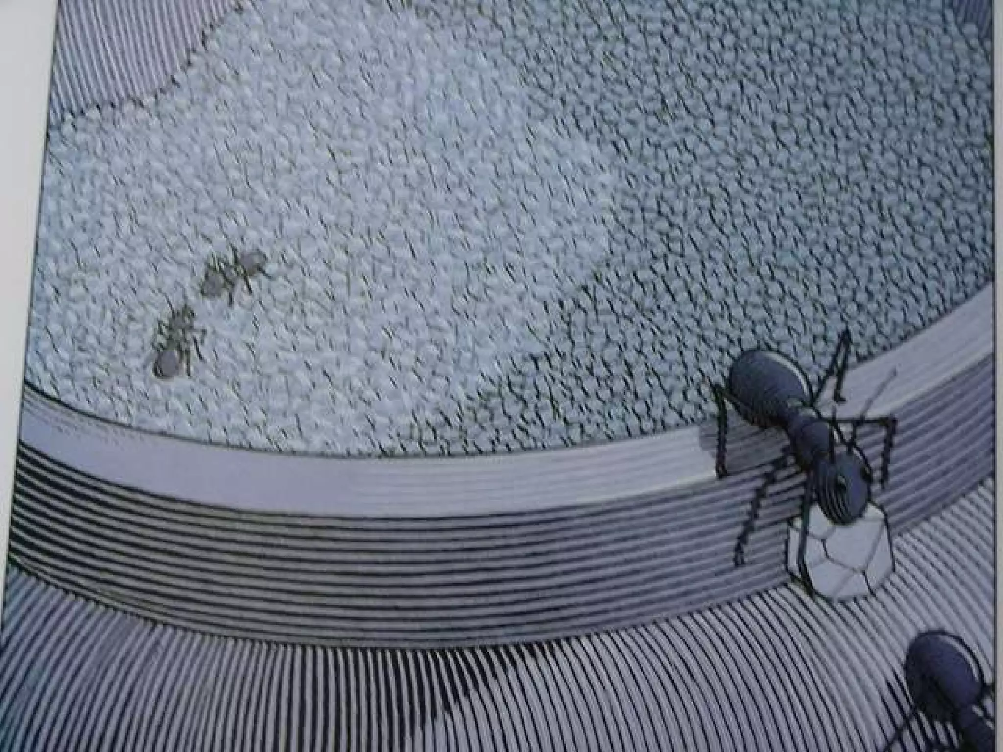 Two Bad Ants Ppt Day 2 Pic Review | PPT