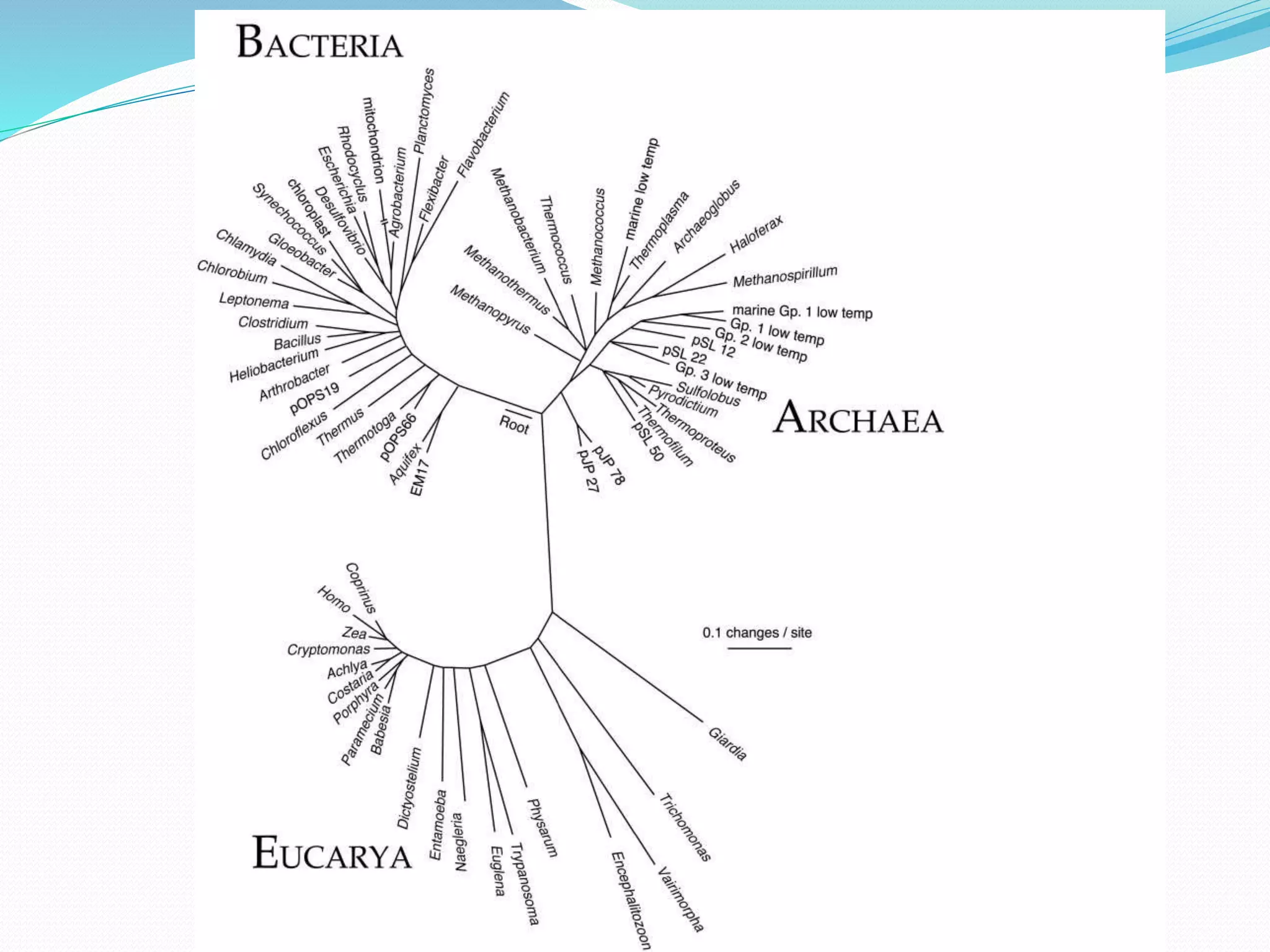The Phylogenetic Tree of Life: a Two Domain System? | PPTX