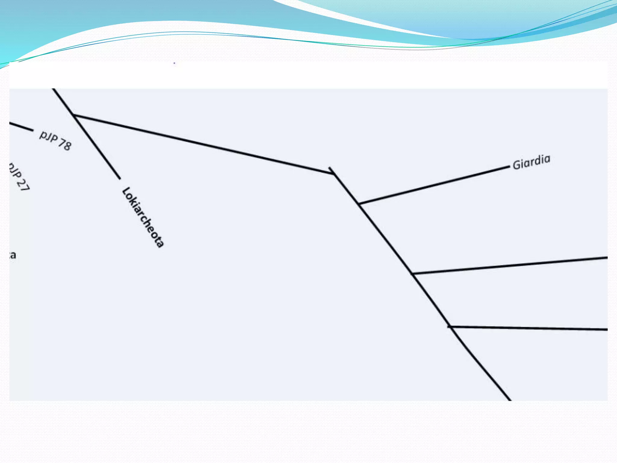 The Phylogenetic Tree of Life: a Two Domain System? | PPTX