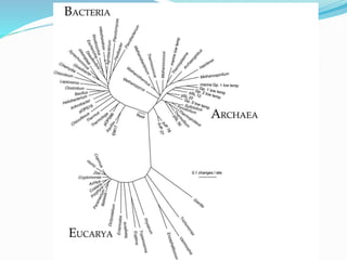 The Phylogenetic Tree of Life: a Two Domain System? | PPTX