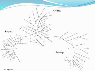 The Phylogenetic Tree of Life: a Two Domain System? | PPTX