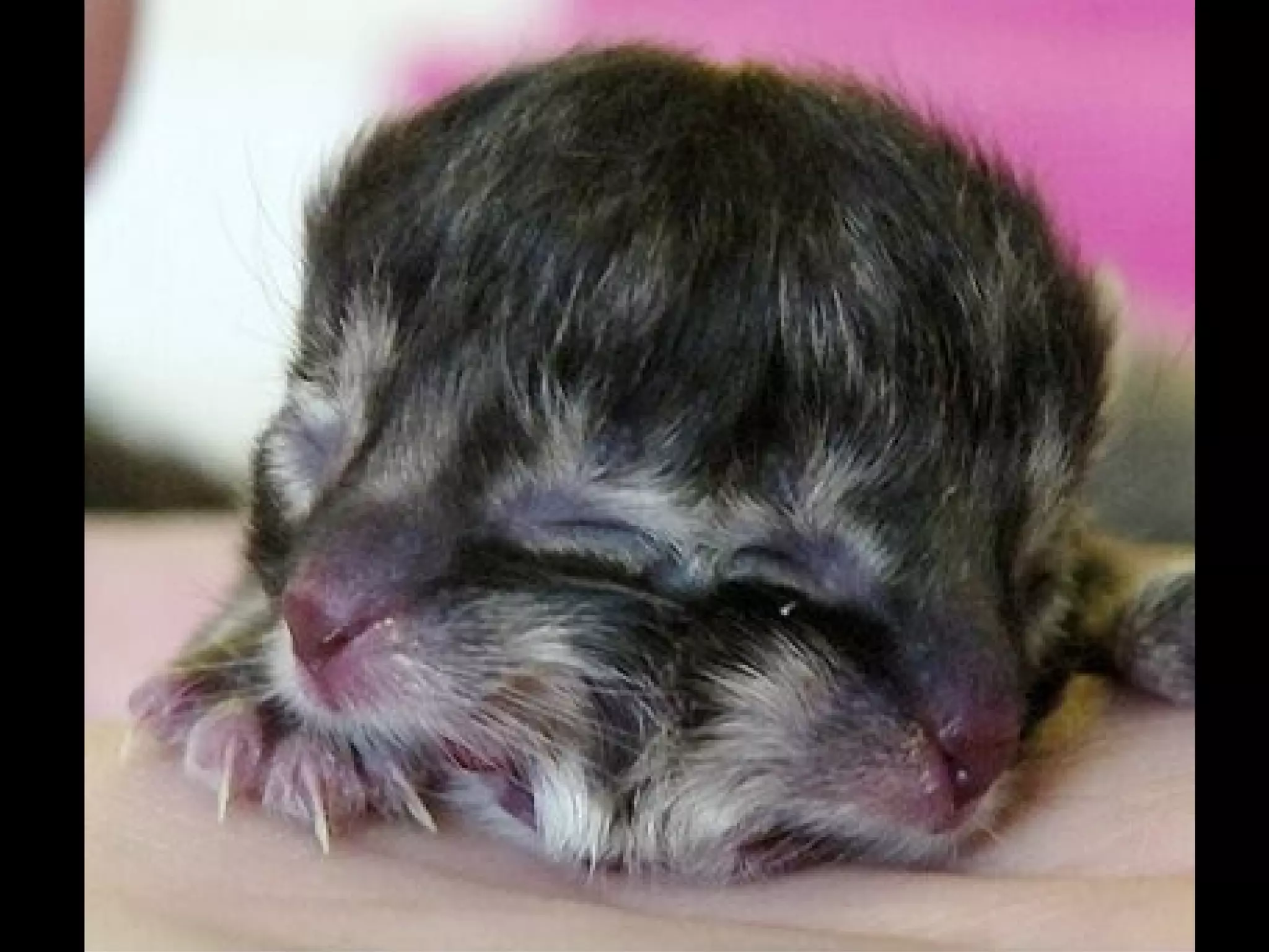 Two Headed Animals | PPS