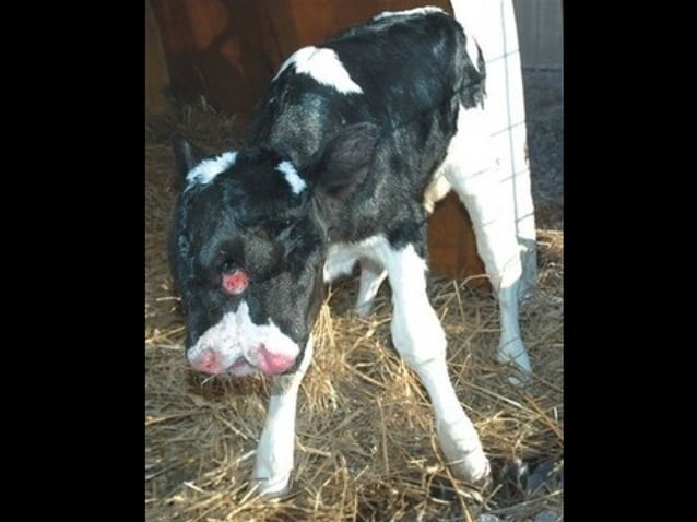 Two Headed Animals | PPS