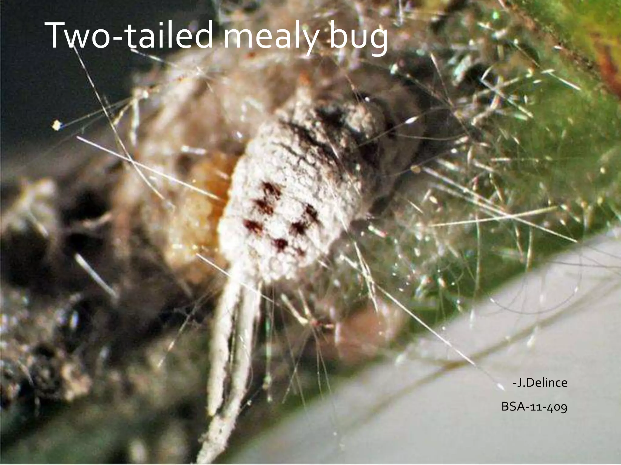 Two tailed mealy bug | PPTX