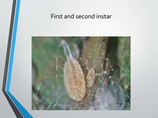 Two tailed mealy bug | PPTX