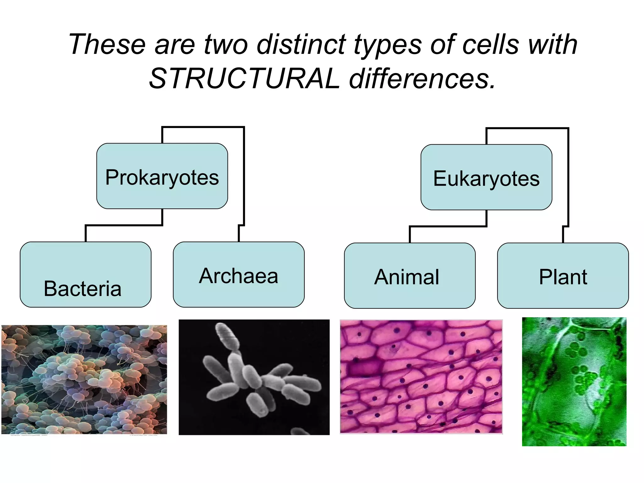 living things & cell theory | PPT