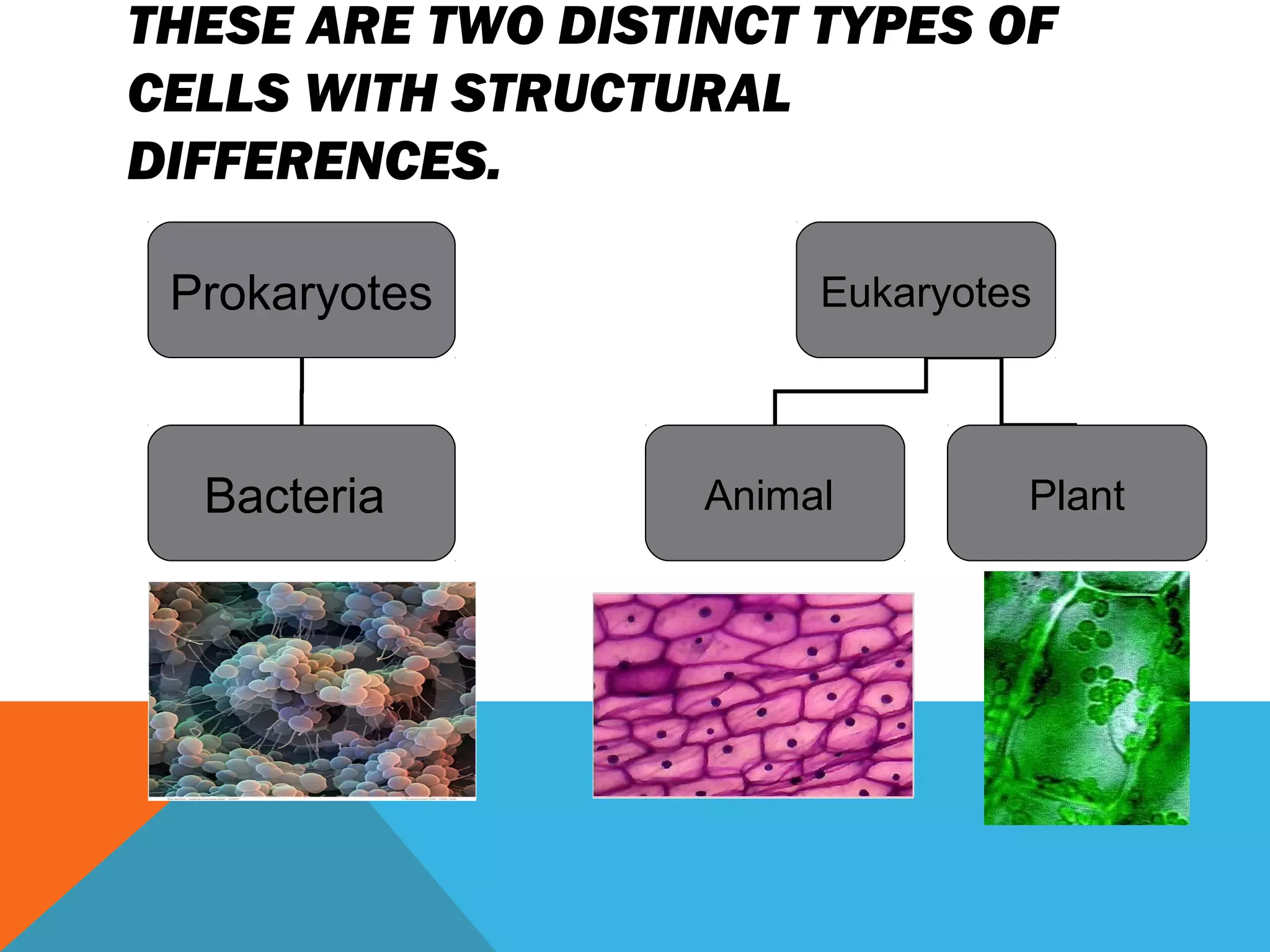 Two types-of-cells-1207241309549229-9 | PPT