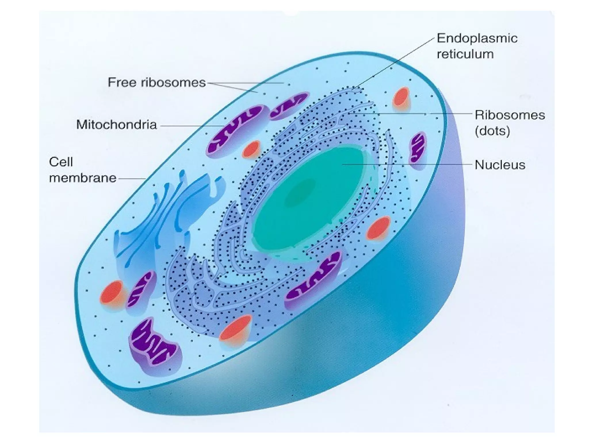 Two Types Of Cells - Eukaryotic and Prokaryotic Cells | PPT