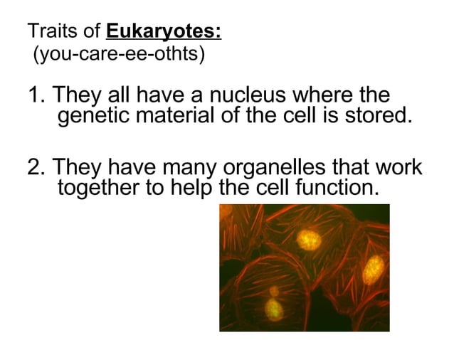 Two Types Of Cells - Eukaryotic and Prokaryotic Cells | PPT ...