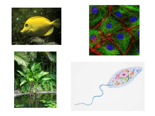 Two Types Of Cells - Eukaryotic and Prokaryotic Cells | PPT ...