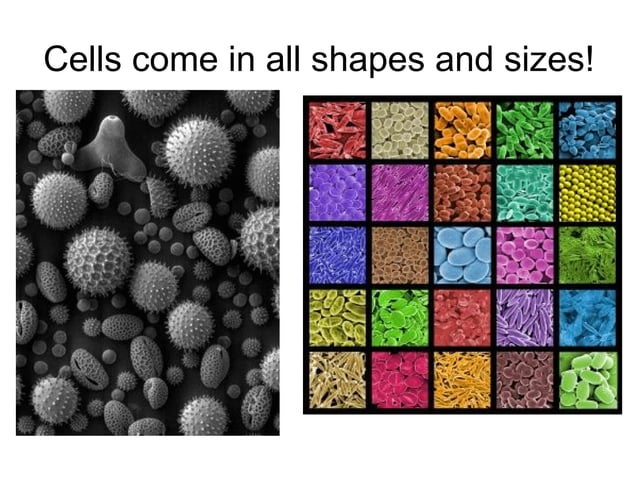 Two Types Of Cells - Eukaryotic and Prokaryotic Cells | PPT ...