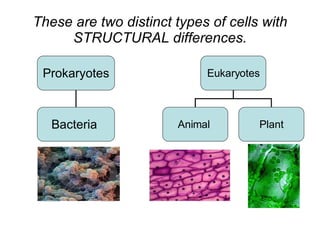Two Types Of Cells - Eukaryotic and Prokaryotic Cells | PPT