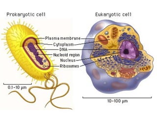 Two Types Of Cells - Eukaryotic and Prokaryotic Cells | PPT