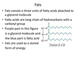 Two carbon units and lipids.pptx