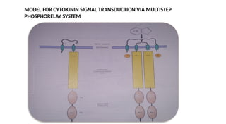Two component signaling system in plants and bacteria | PPTX
