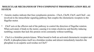 Two component signaling system in plants and bacteria | PPTX