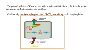 Two component signaling system in plants and bacteria | PPTX