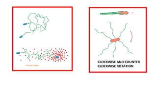 Two component signaling system in plants and bacteria | PPTX