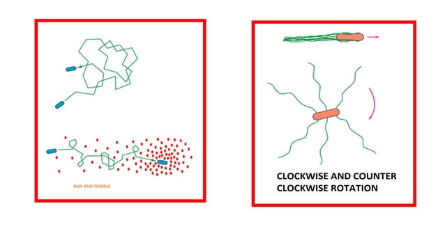 Two component signaling system in plants and bacteria | PPTX
