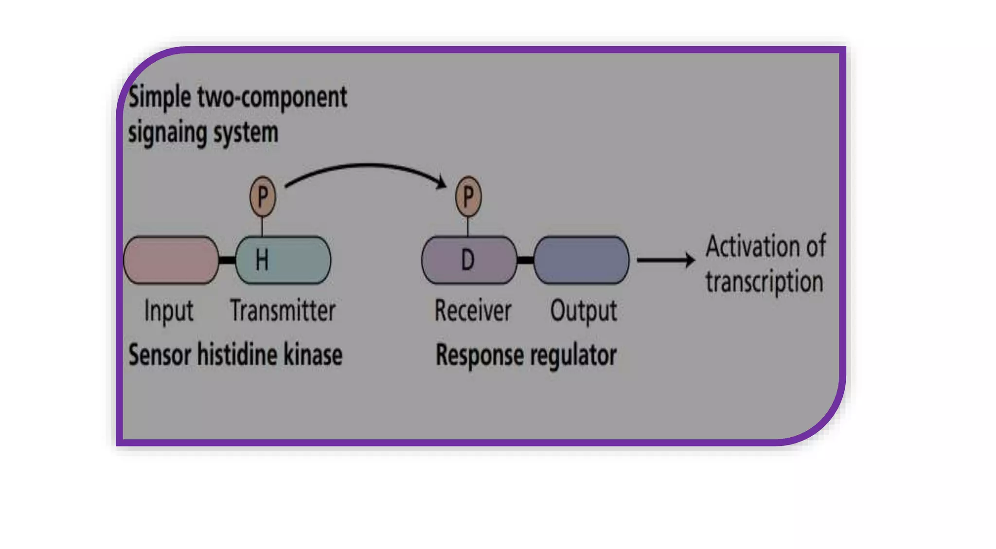 Two Component system.pptx