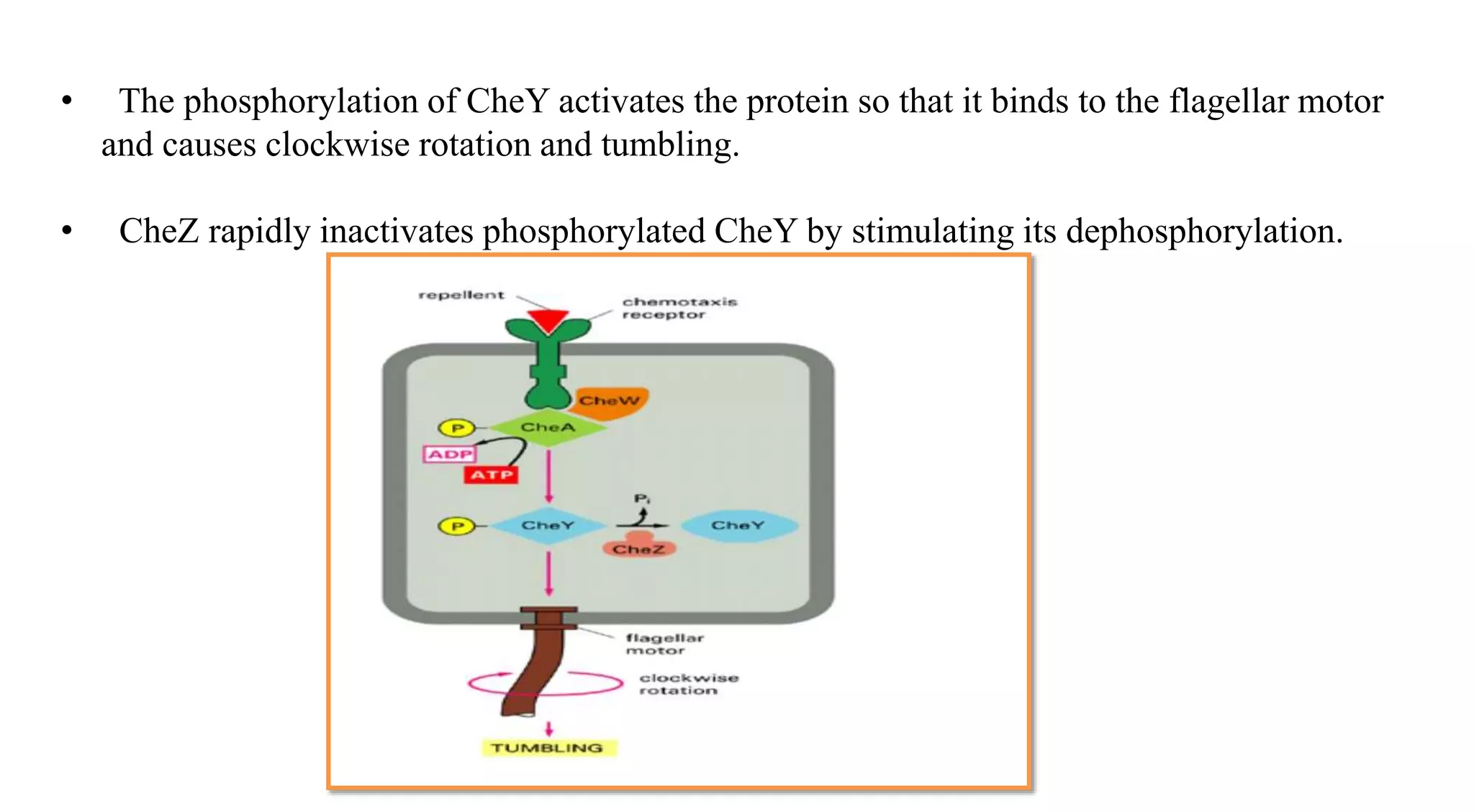 Two Component system.pptx